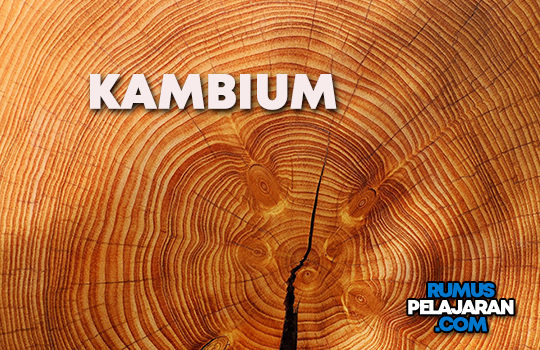 Kambium Pengertian Ciri Fungsi Macam Dan Gambar - vrogue.co Kambium Pengertian Ciri Fungsi Macam Dan Gambar - vrogue.co